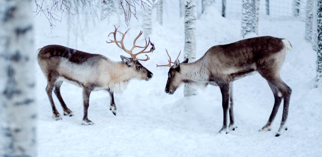 Het rendier, een stoere mensenvriend - Krant van de Aarde