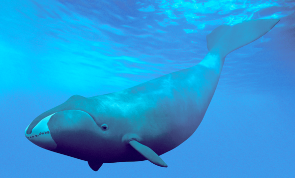 De Groenlandse walvis, twee eeuwen dobberen in het Noordpoolwater ...