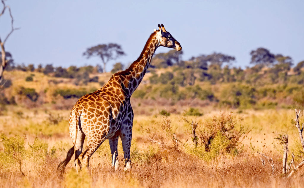 De giraf is populair als handelswaar - Krant van de Aarde