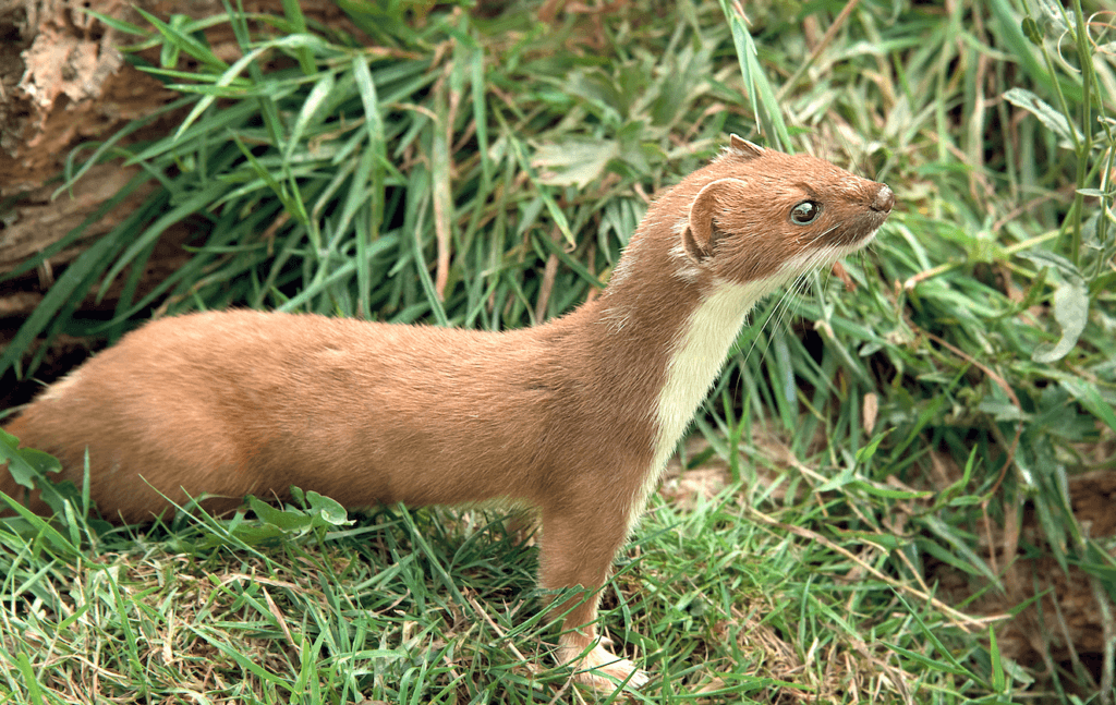 Hermelijn op z’n retour in Nederland - Krant van de Aarde