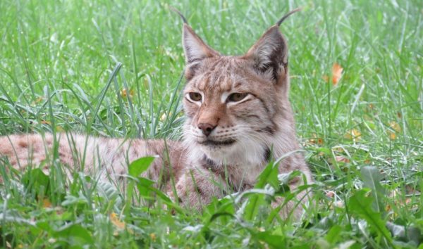 lynx | katachtige | Krant van de Aarde