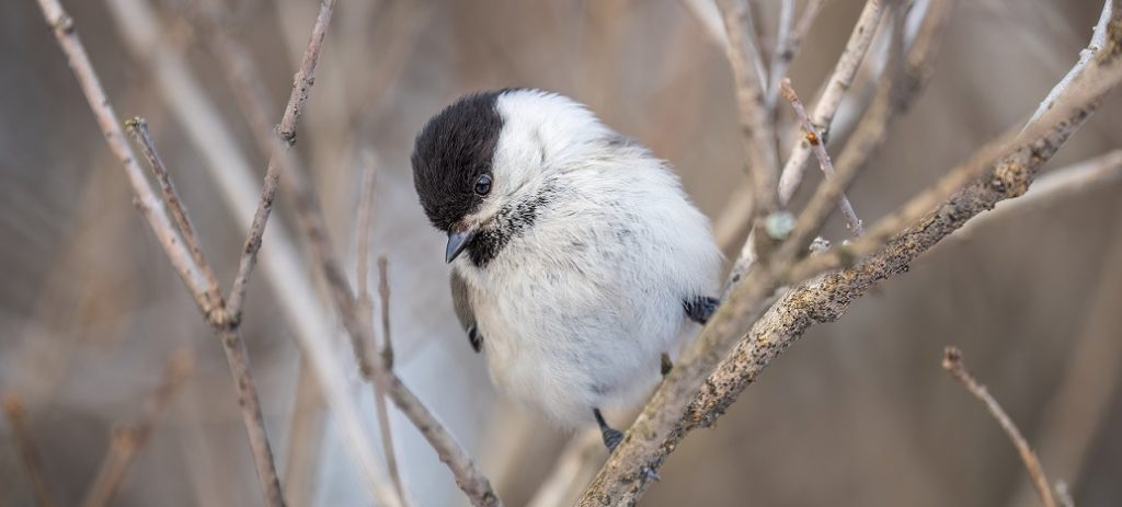 Supergeheugen van vogels kan helpen in strijd tegen Alzheimer - Krant ...